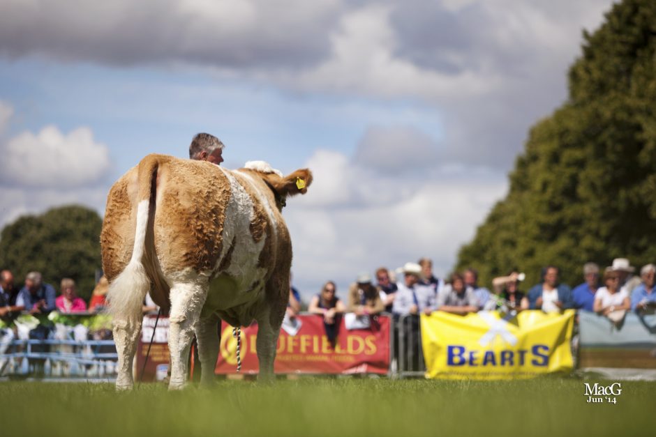 National Simmental Show - Norfolk - MacGregor Photography
