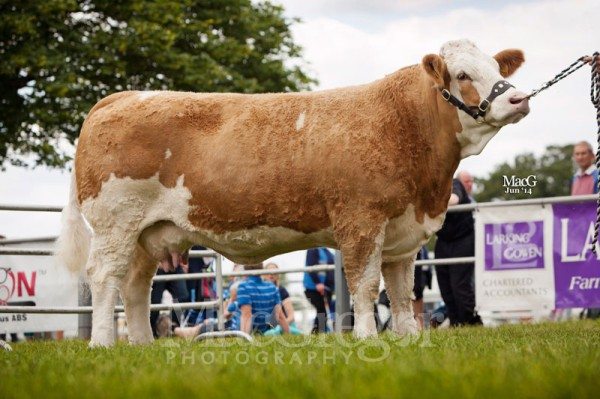 National Simmental Show - Norfolk - MacGregor Photography