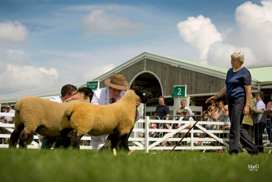 Great Yorkshire Show - Suffolks - MacGregor Photography