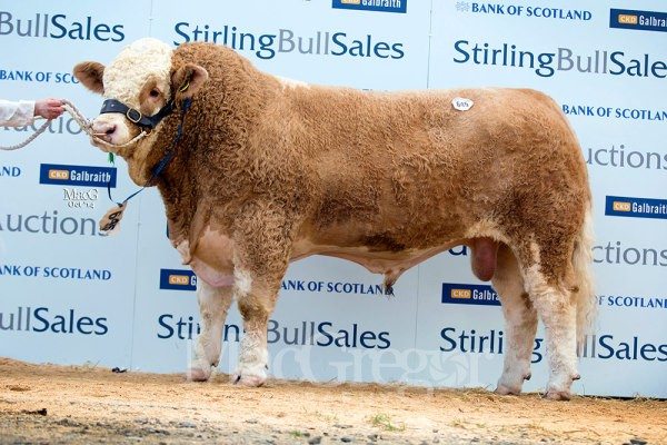 Stirling Bull Sales - Simmental - MacGregor Photography