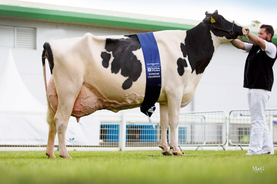 Royal Highland Show - Cattle Champions - MacGregor Photography