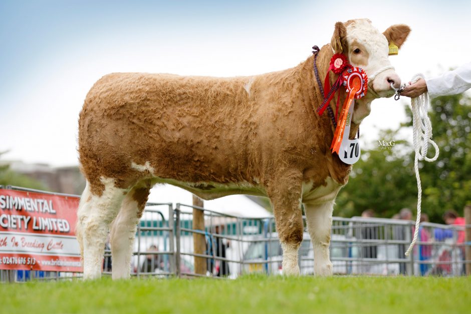 Scottish National Simmental Show - Kelso - MacGregor Photography
