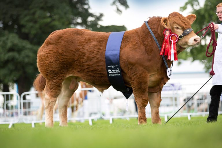 Royal Highland Show '16 - Cattle Champions - MacGregor Photography