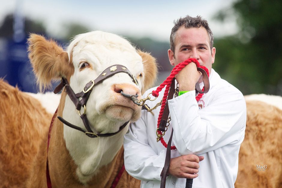 Simmental National Show - Three Counties - MacGregor Photography