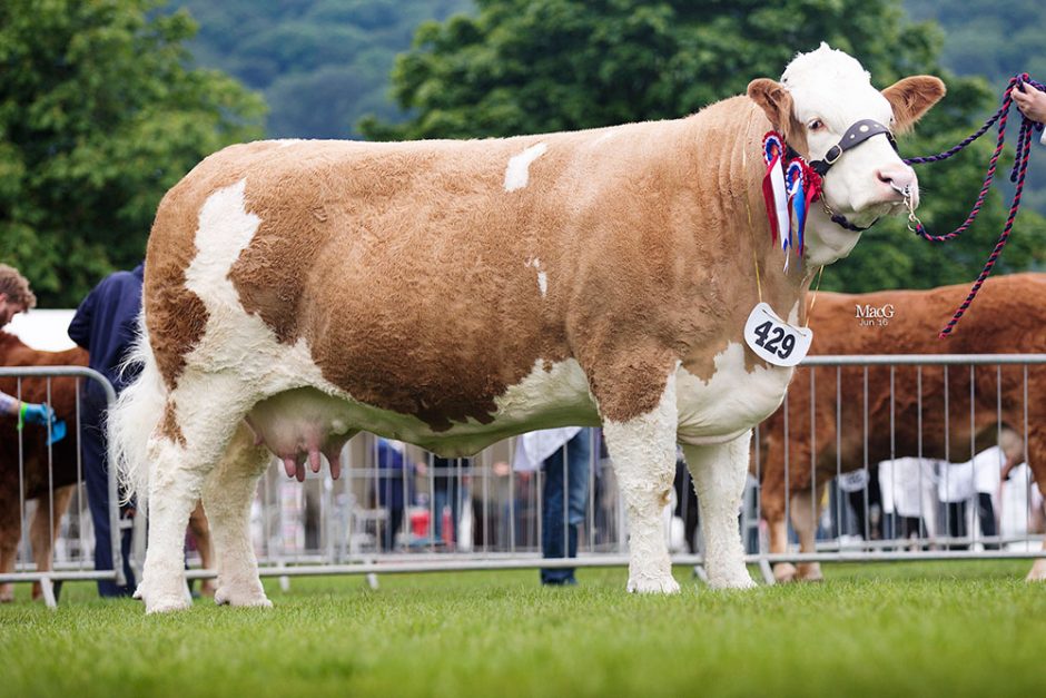 Simmental National Show - Three Counties - MacGregor Photography