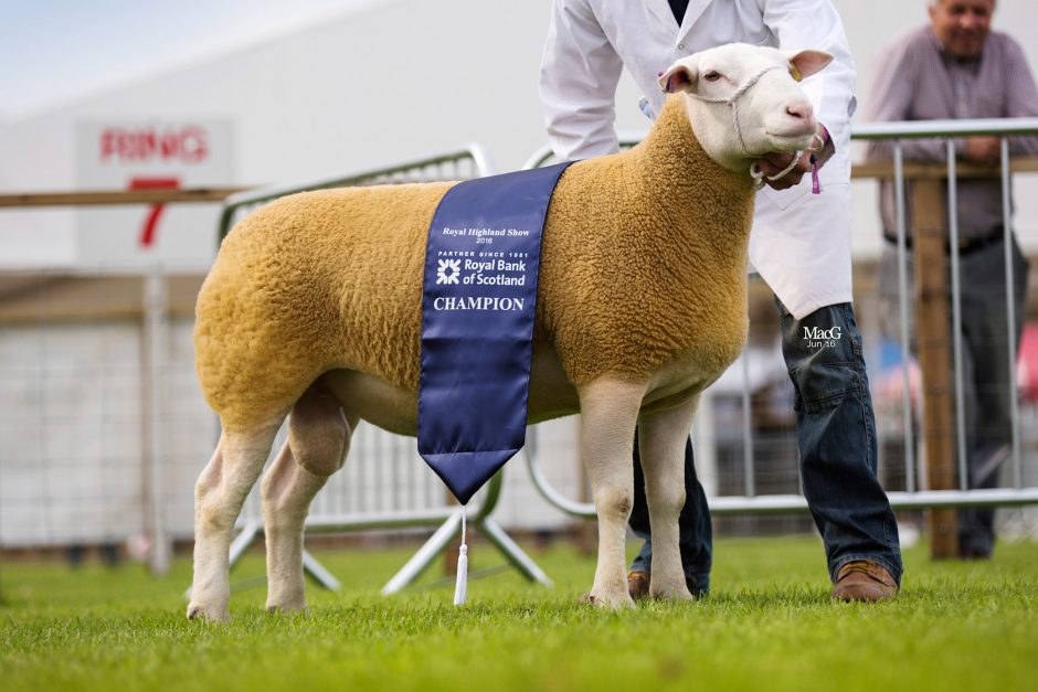 Royal Highland Show '16 - Sheep Champions - MacGregor Photography