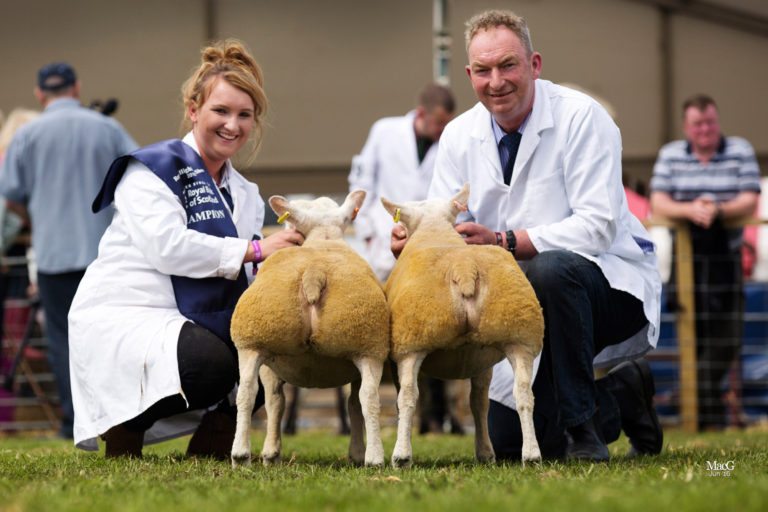 Royal Highland Show '16 - Sheep Champions - MacGregor Photography