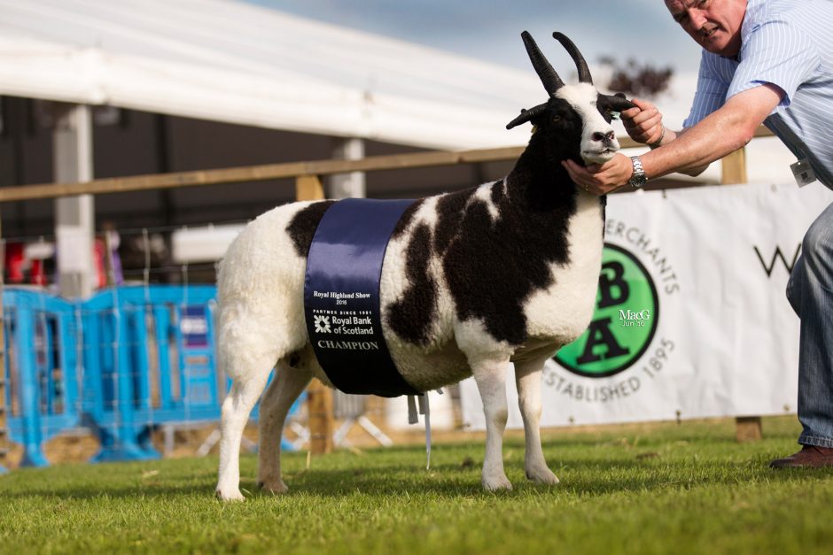 Royal Highland Show '16 - Sheep Champions - MacGregor Photography