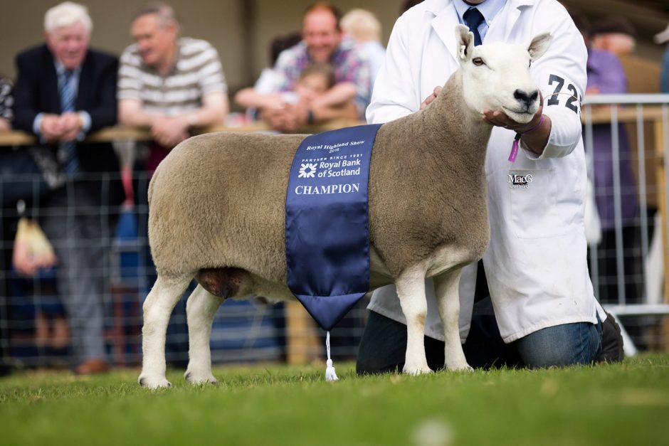 Royal Highland Show '16 - Sheep Champions - MacGregor Photography