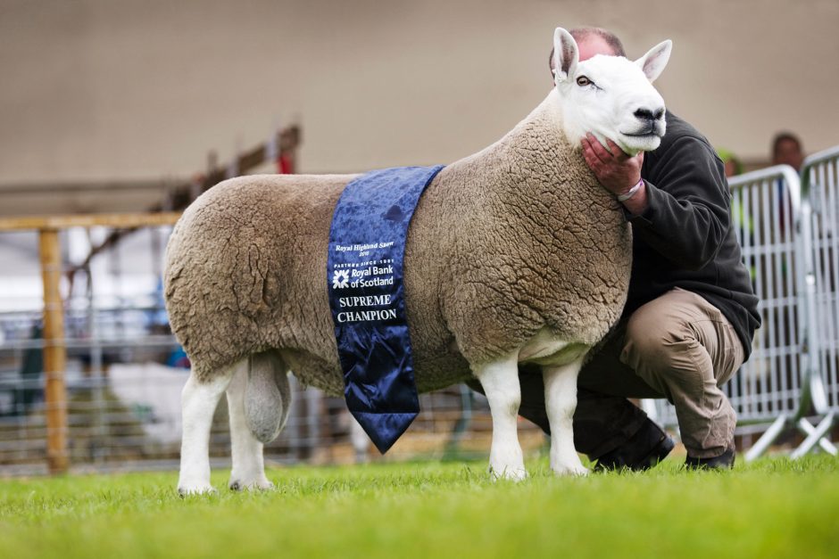 Royal Highland Show '16 - Sheep Champions - MacGregor Photography