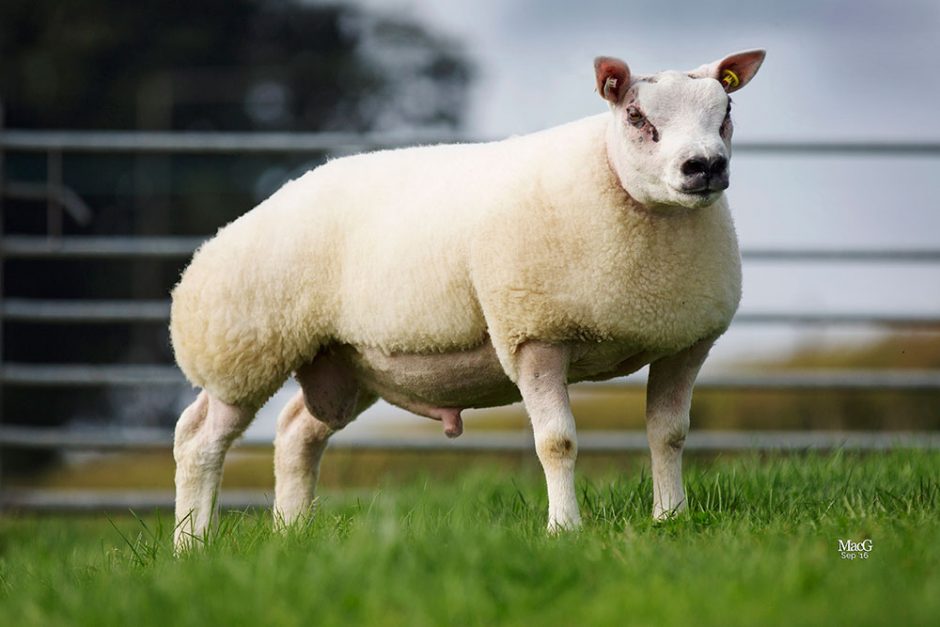 Lanark - Beltex - MacGregor Photography