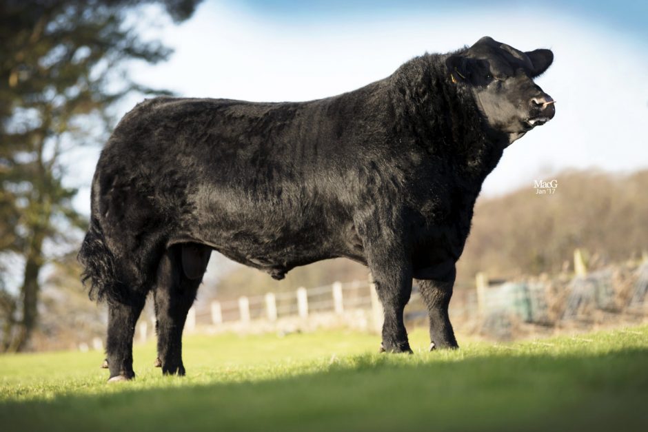 Five-figure private deal for Idvies bull - MacGregor Photography