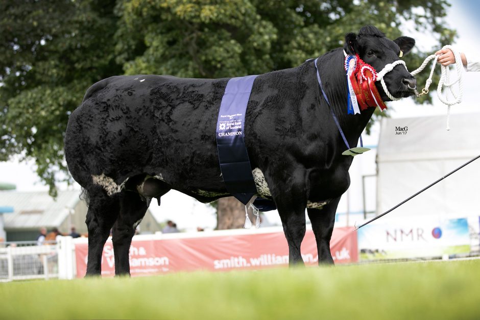 Royal Highland Show '17 - Cattle Champions - MacGregor Photography