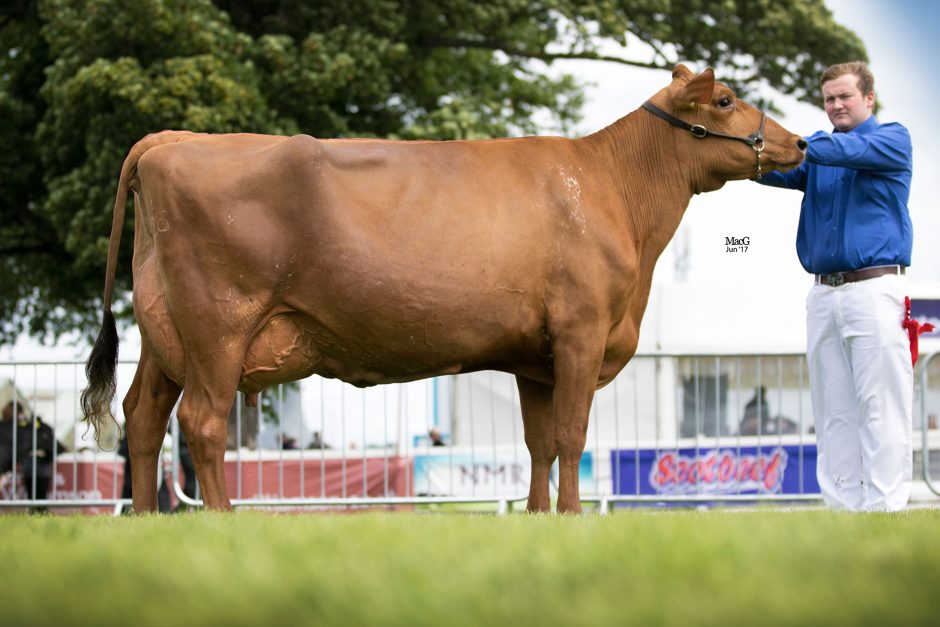 Royal Highland Show '17 - Cattle Champions - MacGregor Photography