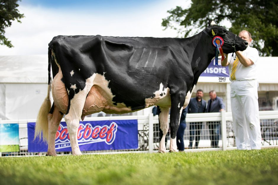 Royal Highland Show '17 - Cattle Champions - MacGregor Photography
