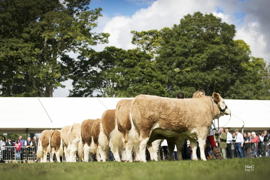 Scottish National Simmental Show - Perth - MacGregor Photography