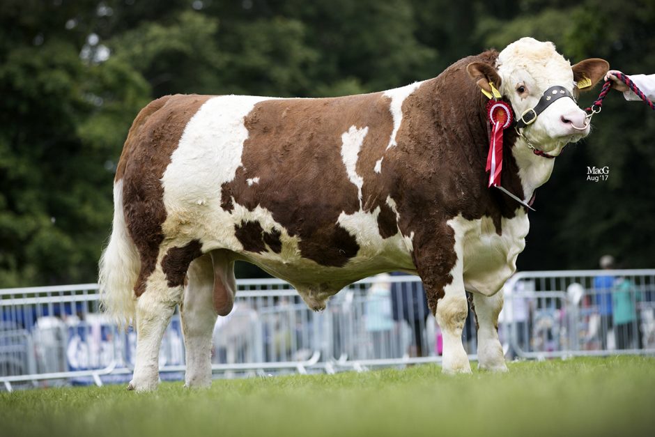 Scottish National Simmental Show - Perth - MacGregor Photography