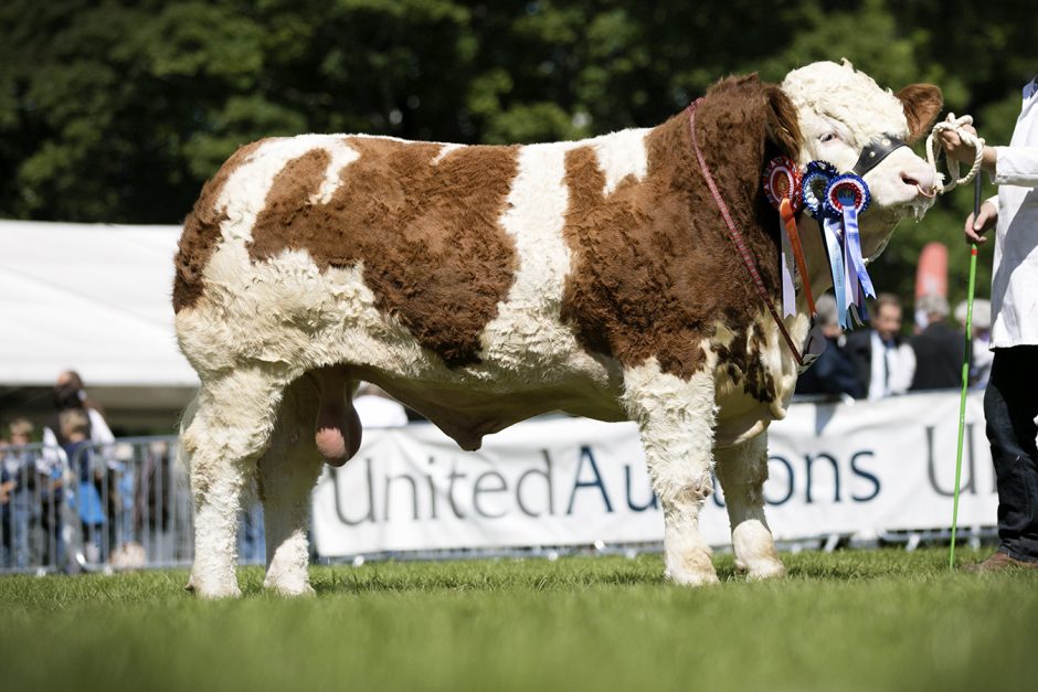 Scottish National Simmental Show - Perth - MacGregor Photography