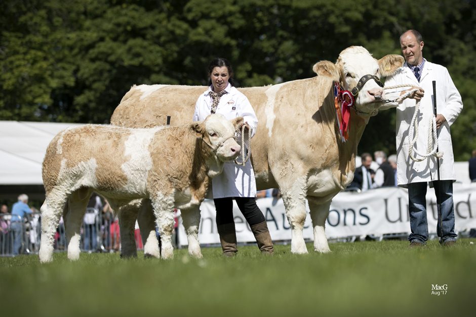 Scottish National Simmental Show - Perth - MacGregor Photography