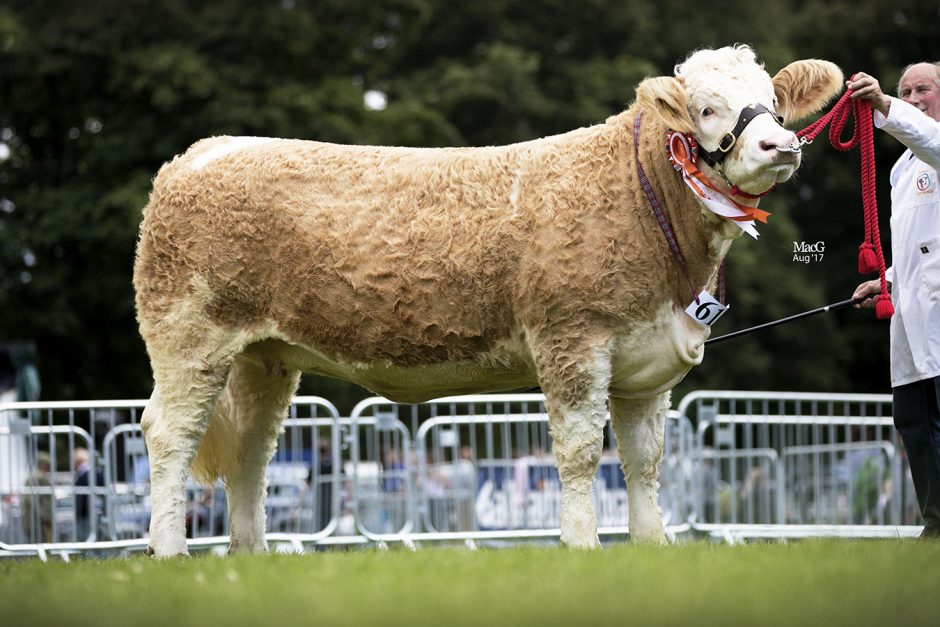 Scottish National Simmental Show - Perth - MacGregor Photography