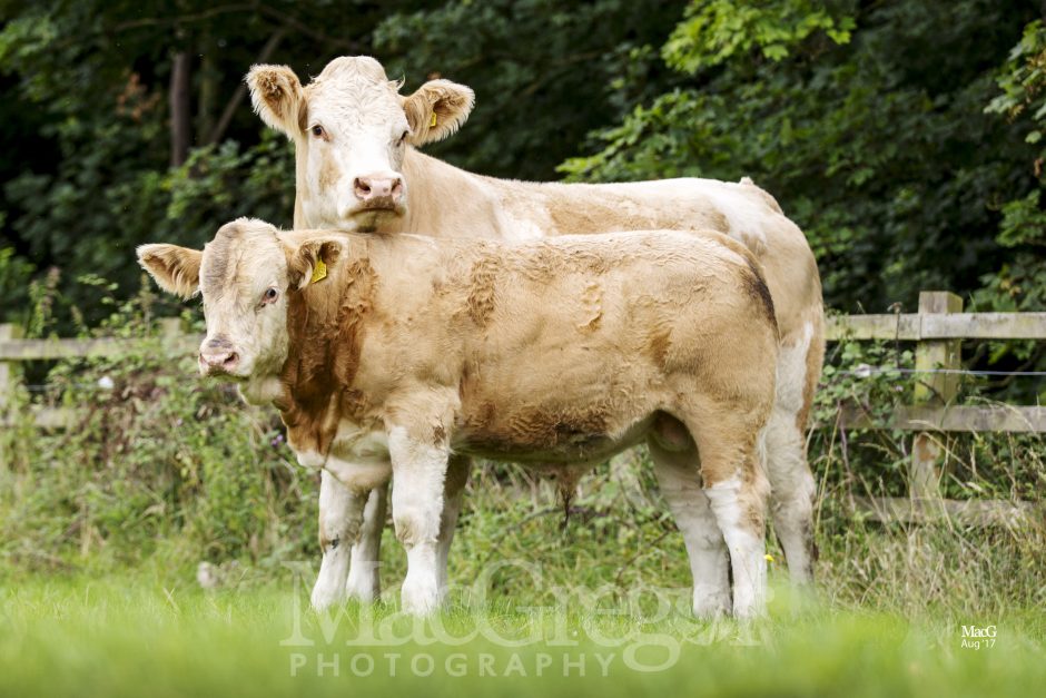Sterling Simmental Dispersal - MacGregor Photography