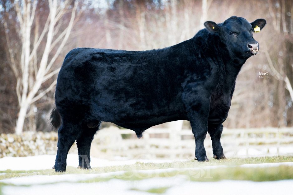 Black Bush boosts Cogent's beef line-up - MacGregor Photography