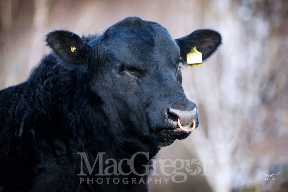 Black Bush boosts Cogent's beef line-up - MacGregor Photography