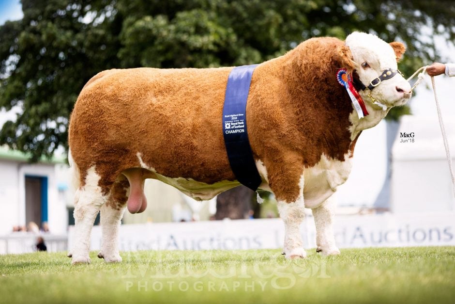 Royal Highland Show '18 - Cattle Champions - MacGregor Photography
