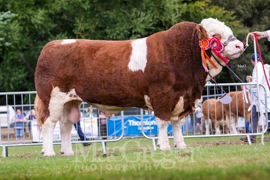 Scottish National Simmental Show - MacGregor Photography