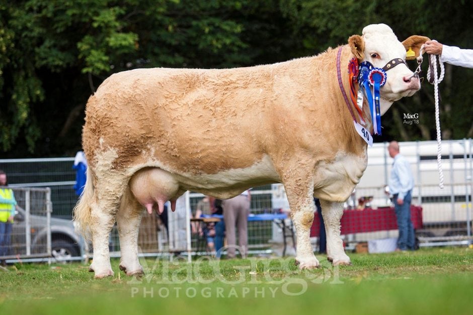 Scottish National Simmental Show - MacGregor Photography