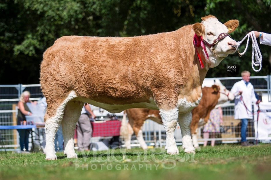 Scottish National Simmental Show - MacGregor Photography