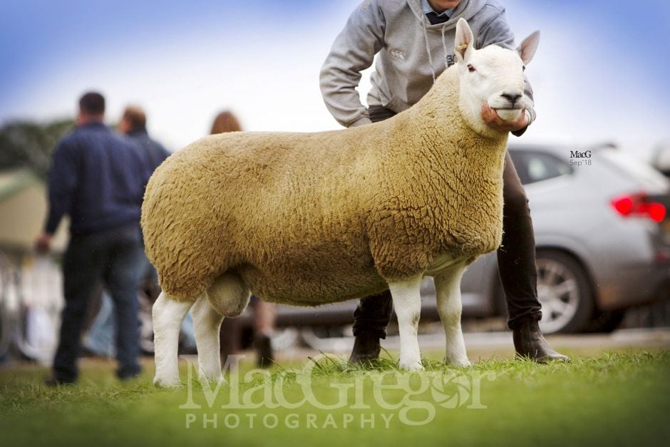 Kelso Ram Sales '18 - MacGregor Photography