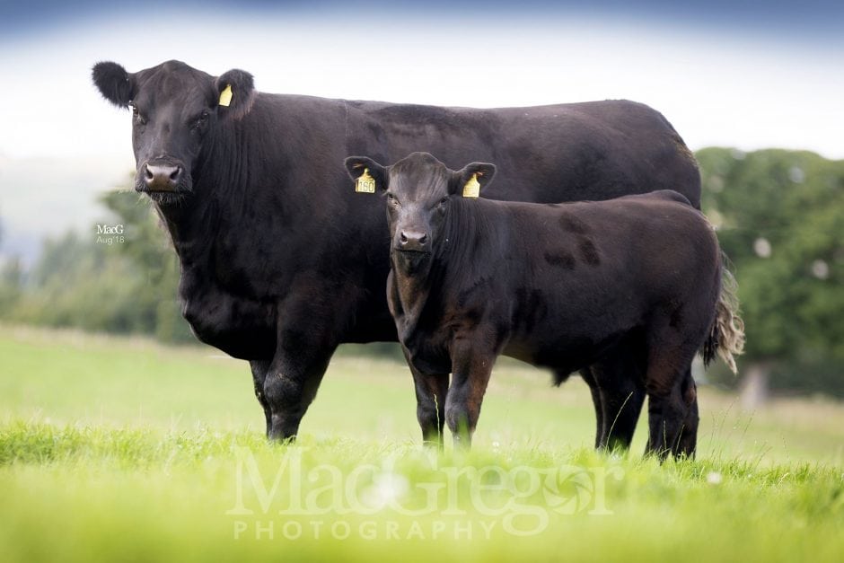 Moncur Aberdeen-Angus dispersal - MacGregor Photography