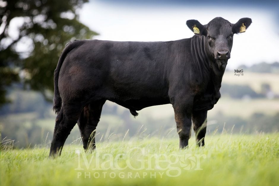 Moncur Aberdeen-Angus dispersal - MacGregor Photography