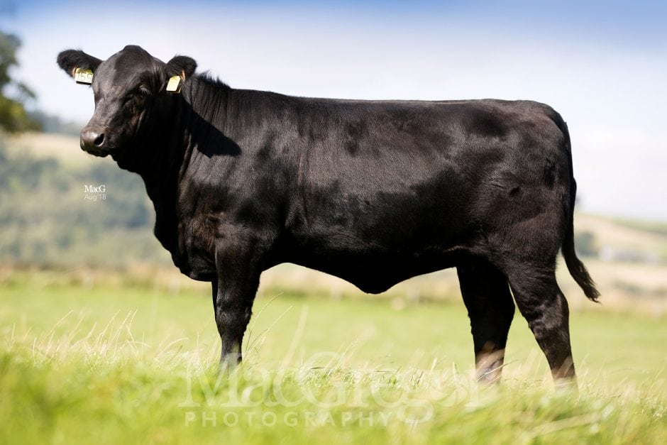 Moncur Aberdeen-Angus dispersal - MacGregor Photography