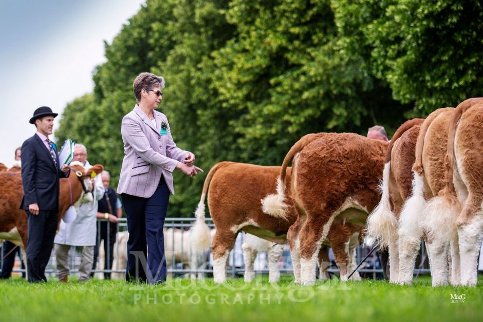 Simmental National Show - Norfolk - MacGregor Photography