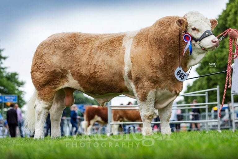 Simmental National Show - Norfolk - MacGregor Photography