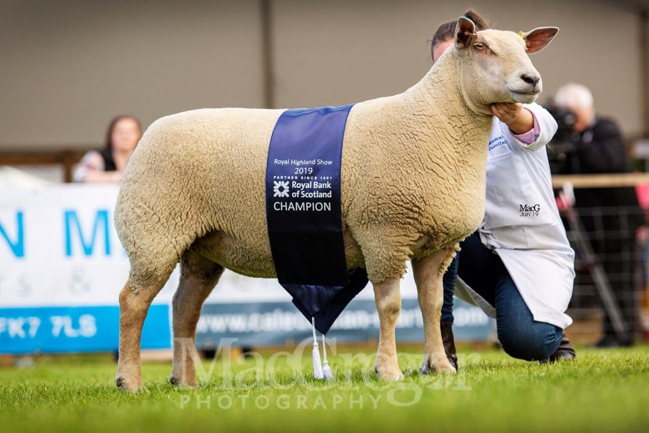 Royal Highland Show '19 - Sheep Champions - MacGregor Photography