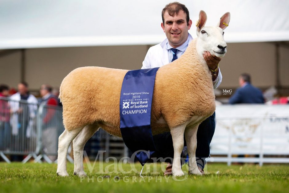 Royal Highland Show '19 - Sheep Champions - MacGregor Photography
