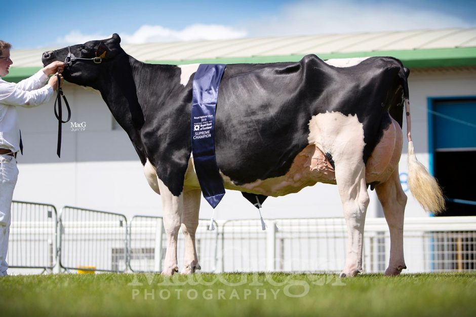 Royal Highland Show '19 - Cattle Champions - MacGregor Photography