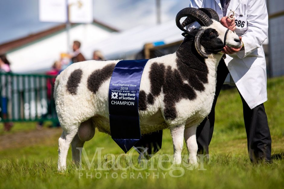 Royal Highland Show '19 - Sheep Champions - MacGregor Photography