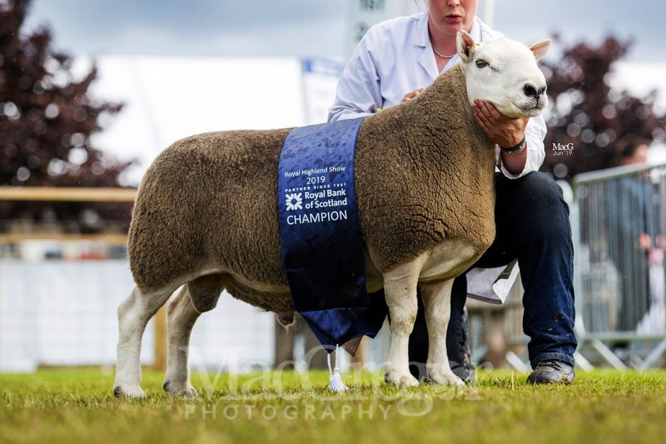 Royal Highland Show '19 - Sheep Champions - MacGregor Photography