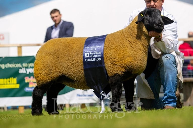 Royal Highland Show '19 - Sheep Champions - MacGregor Photography