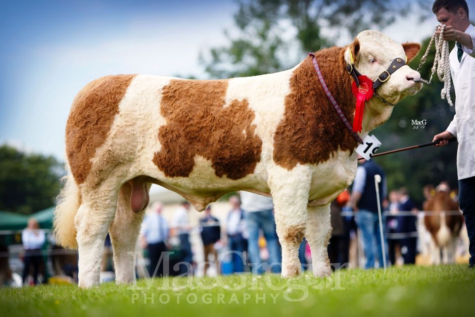 NI National Simmental Show - MacGregor Photography