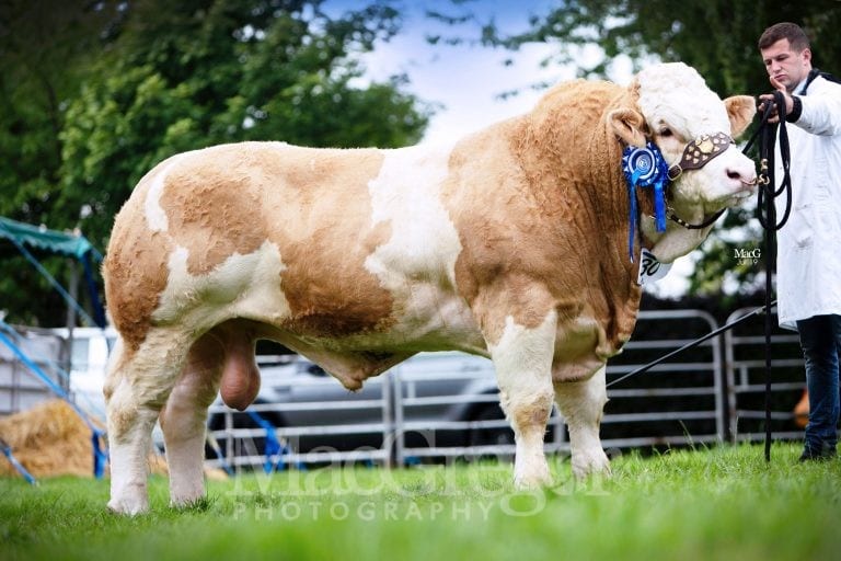 Scottish National Simmental Show — Kelso - MacGregor Photography