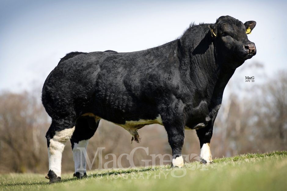 Bulls For Sale - Auchenlay British Blue - MacGregor Photography