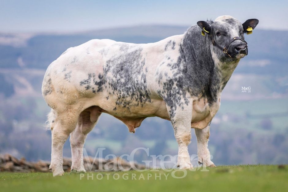 Bulls For Sale - Sunnybank British Blues - MacGregor Photography