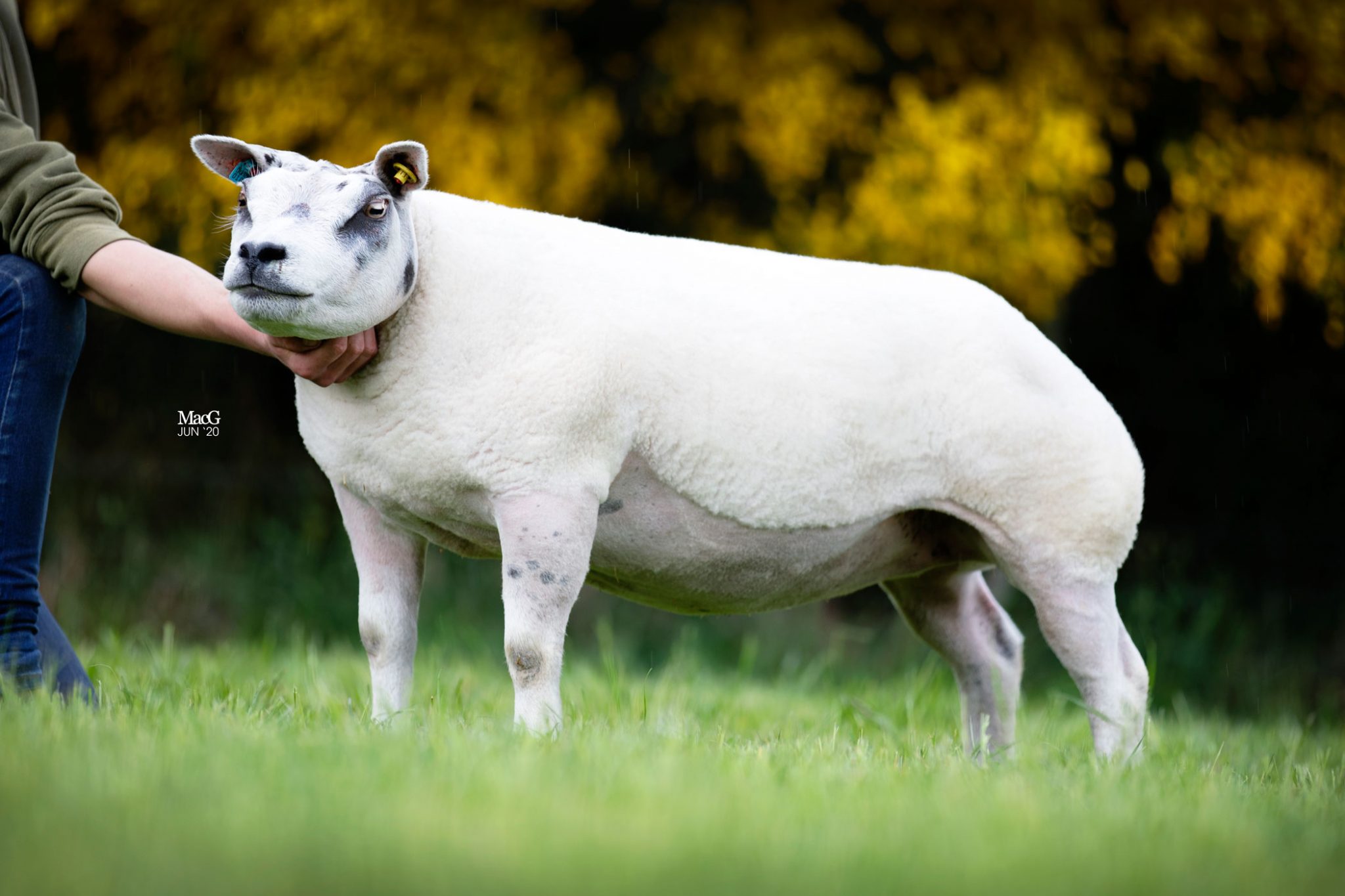 Woodies and Saltire Sheep For Sale - MacGregor Photography