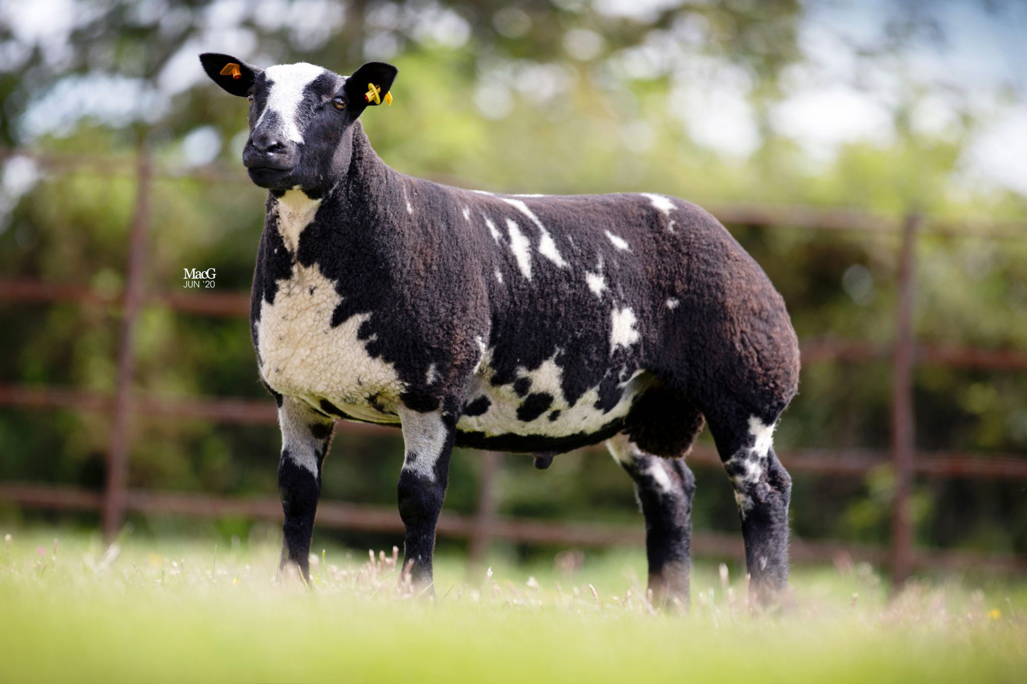 Tiptop & Solway View Sheep For Sale - MacGregor Photography