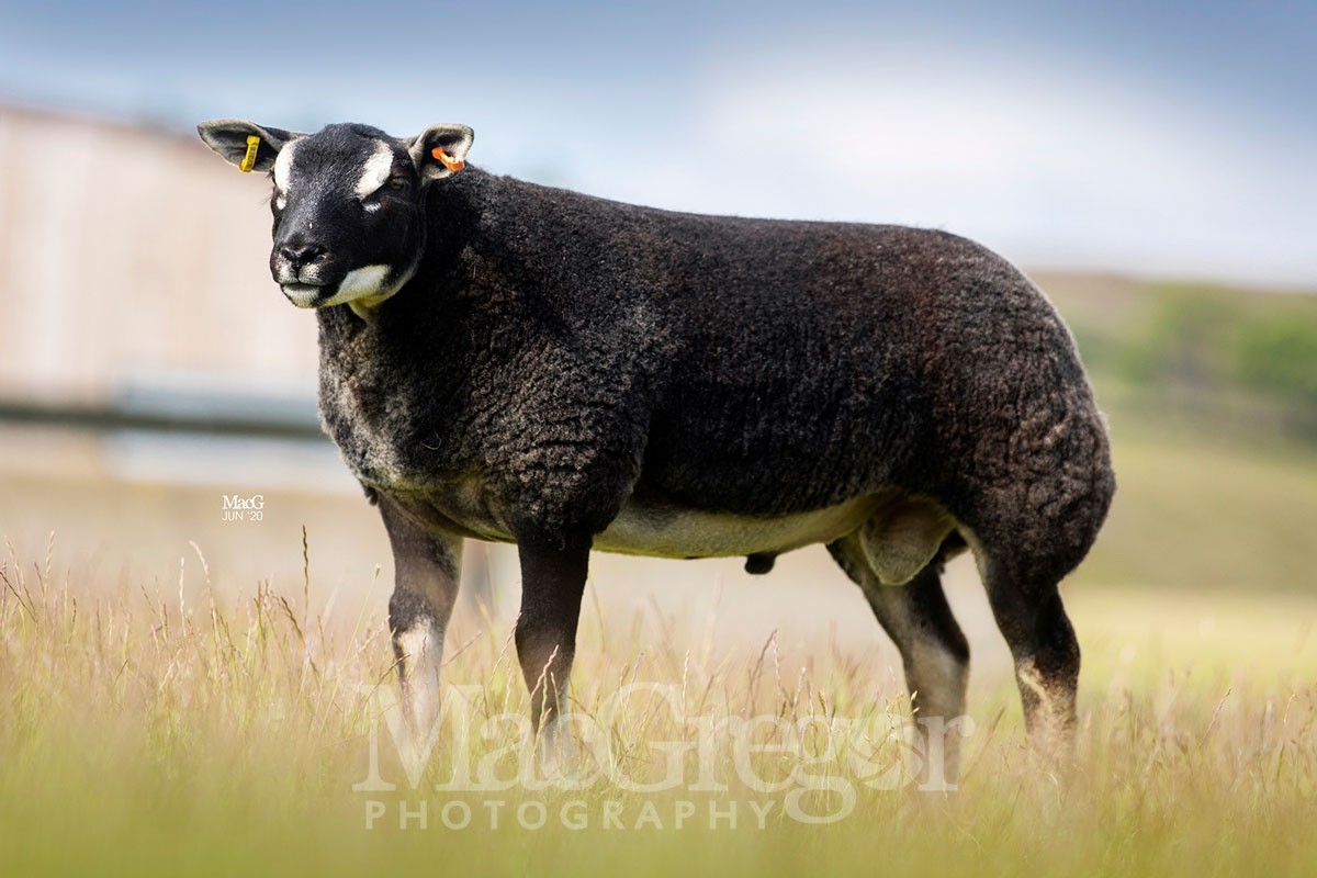 Jewitt & Sunnybank Pedigree Livestock - Sheep For Sale - MacGregor ...